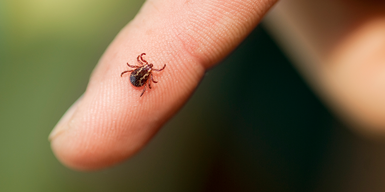 How to avoid ticks: 4 tips to follow